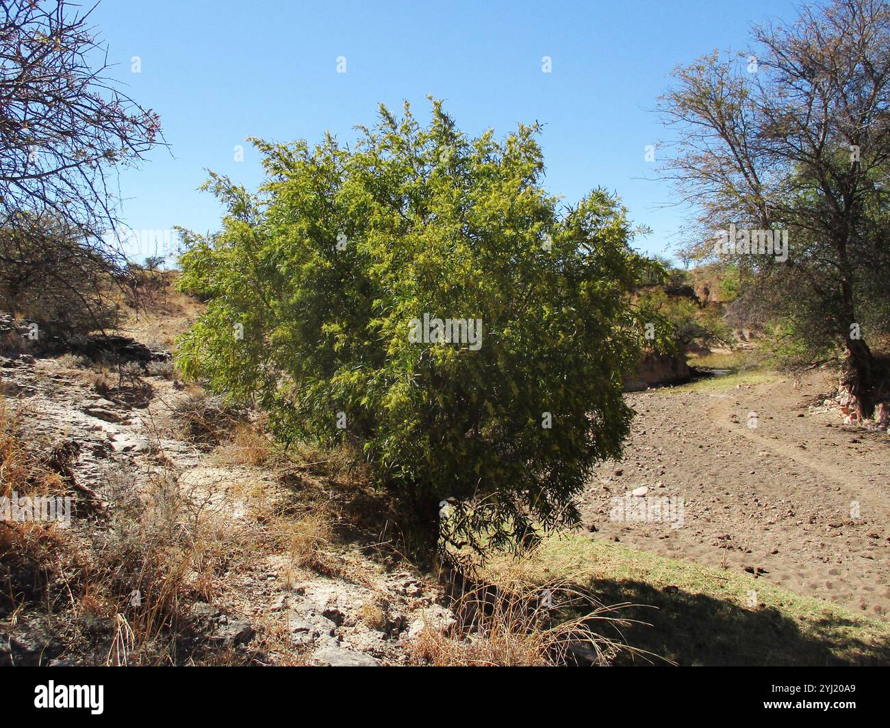 african sumac (Searsia lancea Stock Photo - Alamy