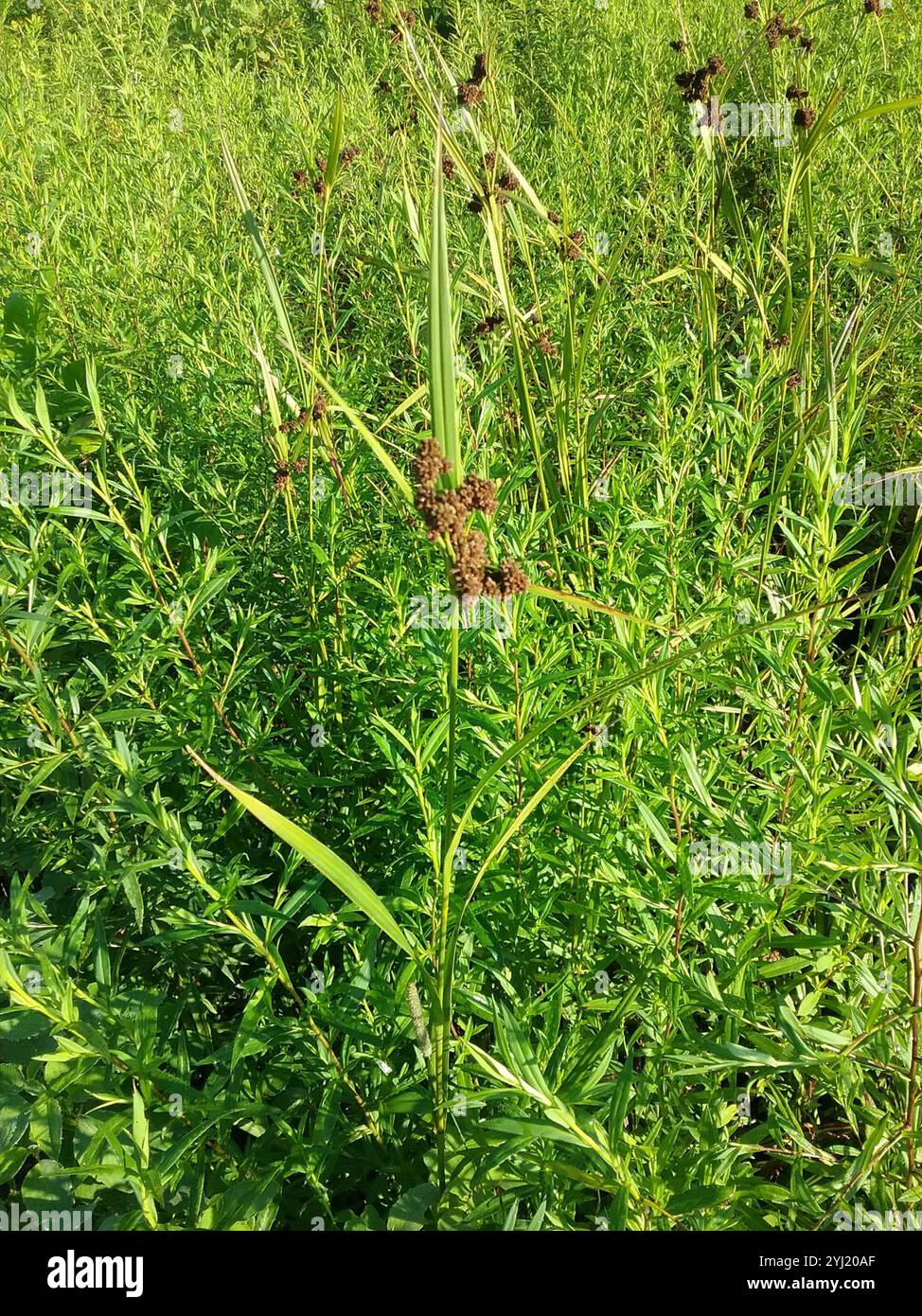 dark green bulrush (Scirpus atrovirens Stock Photo - Alamy