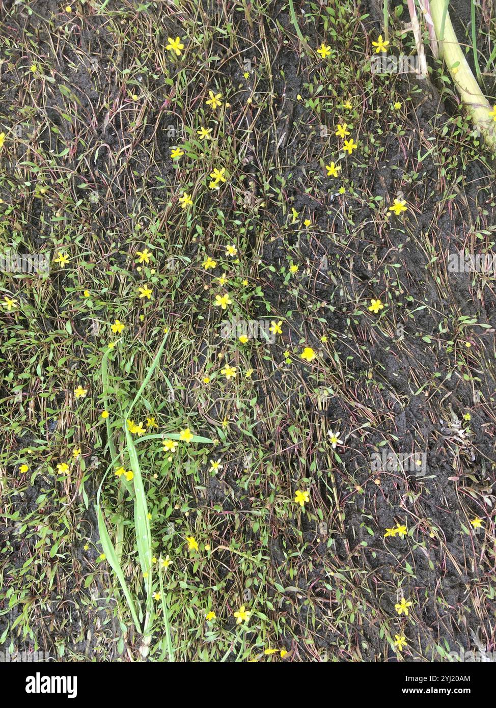 Plantainleaf buttercup hi-res stock photography and images - Alamy