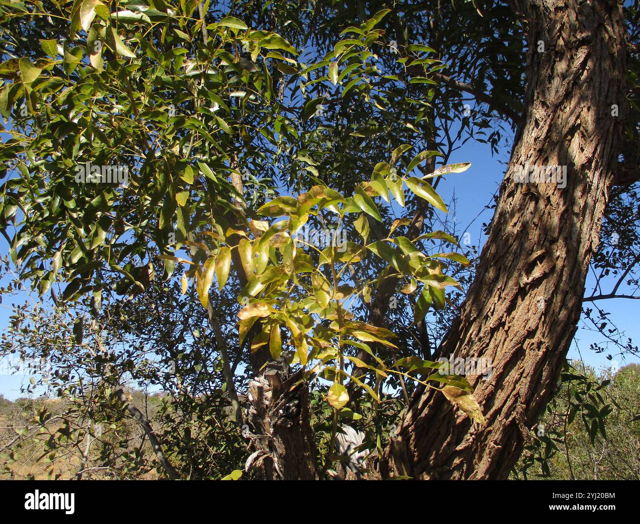 Tree-wisteria (Bolusanthus speciosus Stock Photo - Alamy