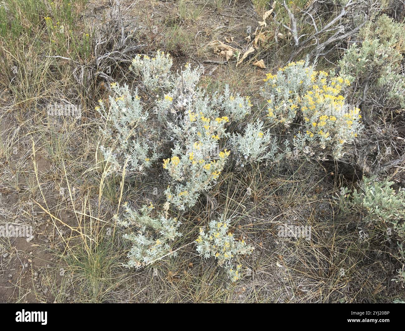 Spineless Horsebrush (Tetradymia canescens Stock Photo - Alamy