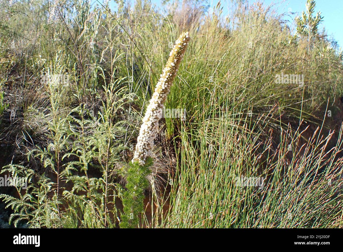 Foxy Slangbos (Stoebe alopecuroides Stock Photo - Alamy
