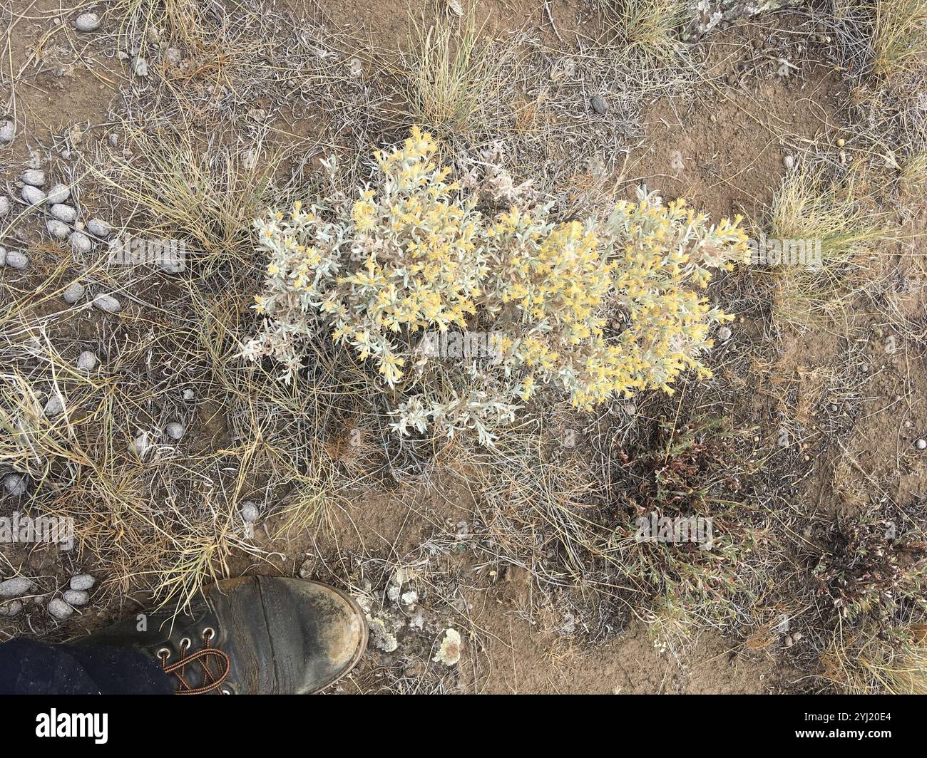 Spineless Horsebrush (Tetradymia canescens Stock Photo - Alamy