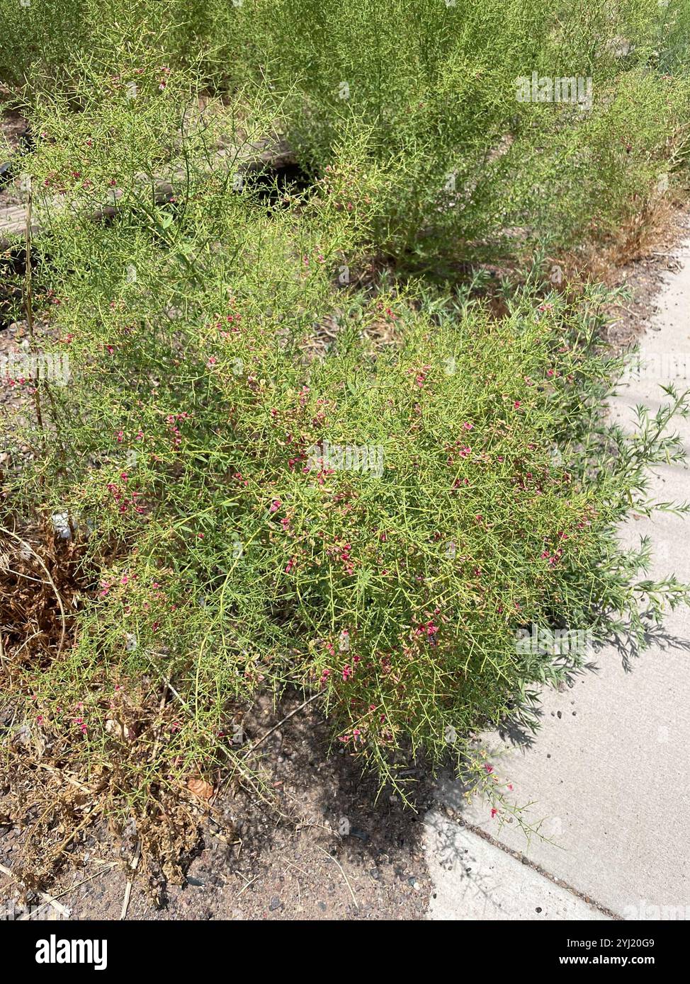 camel thorn (Alhagi maurorum Stock Photo - Alamy