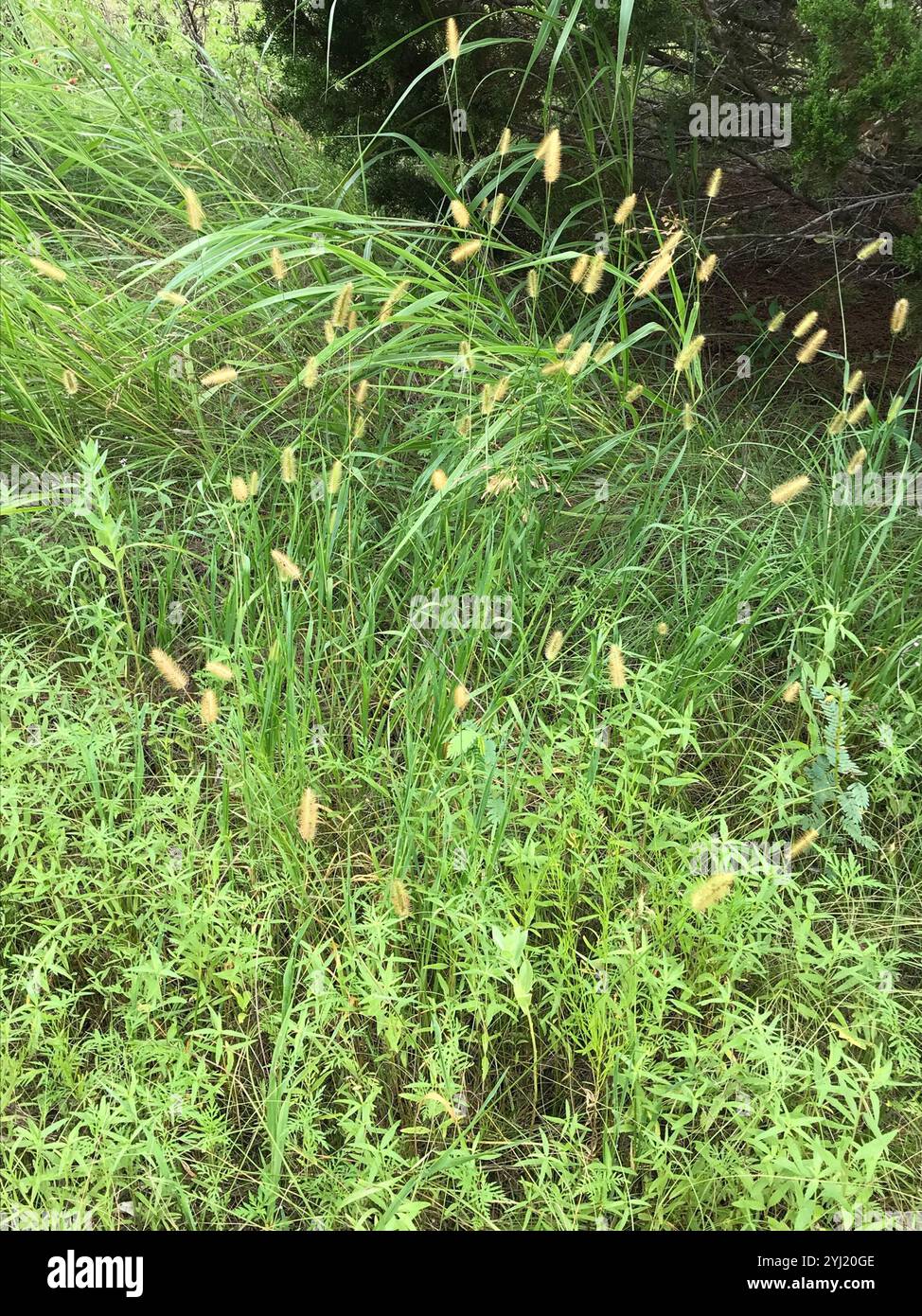 knotroot bristlegrass (Setaria parviflora Stock Photo - Alamy