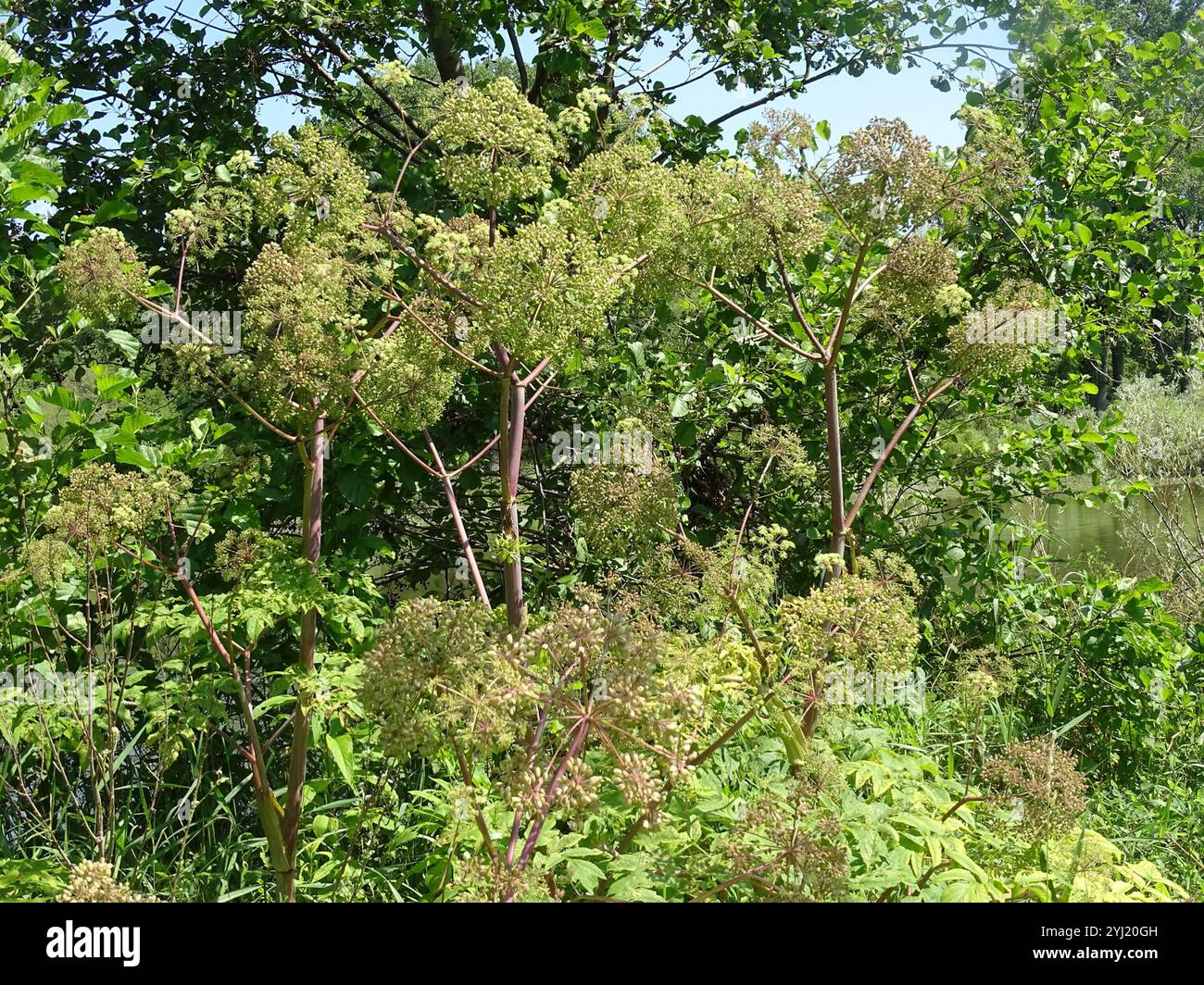 purple-stemmed angelica (Angelica atropurpurea Stock Photo - Alamy