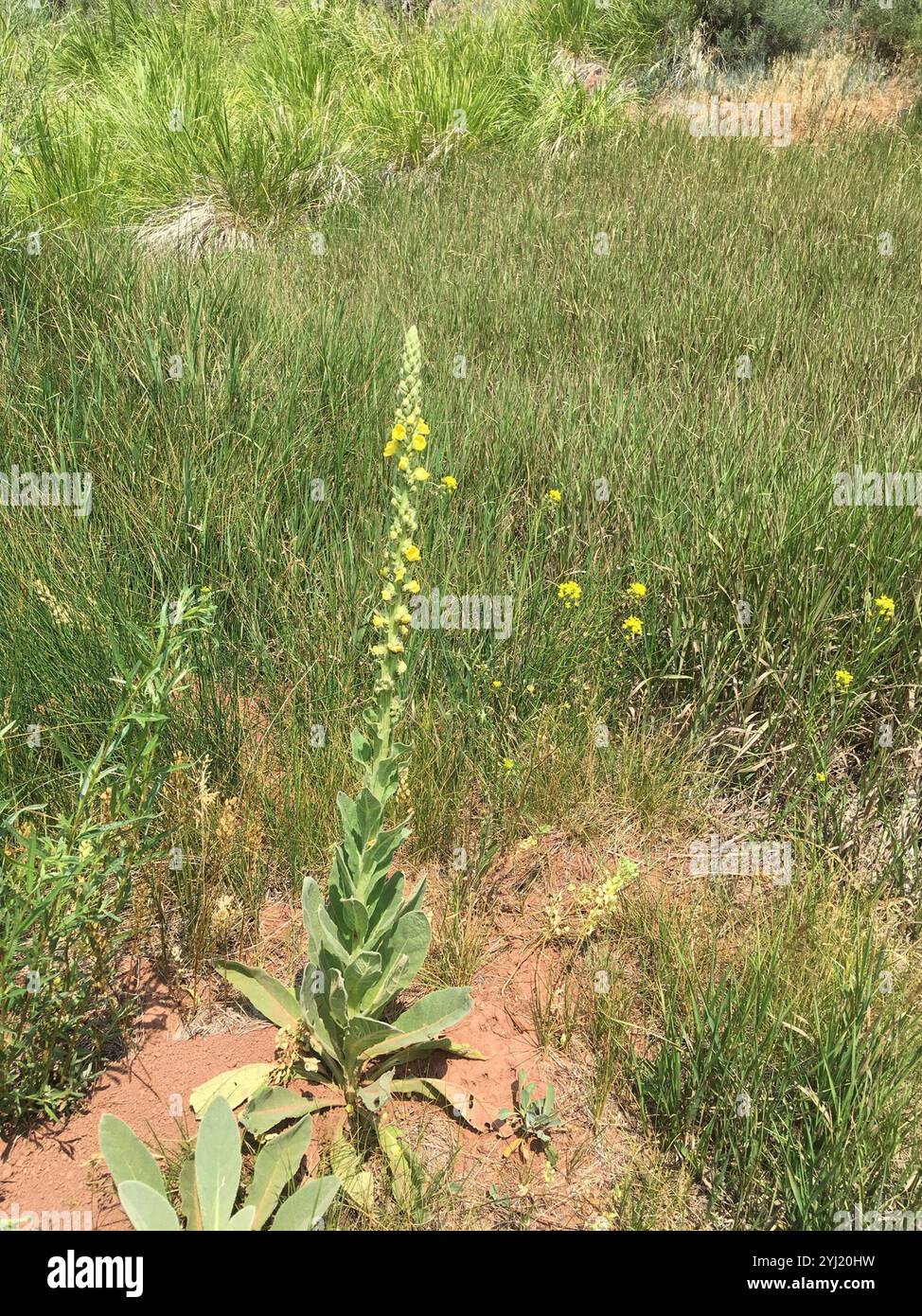 great mullein (Verbascum thapsus Stock Photo - Alamy