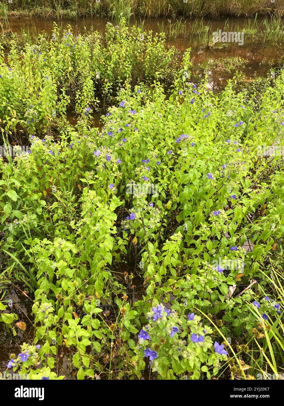 Hydrolea ovata hi-res stock photography and images - Alamy