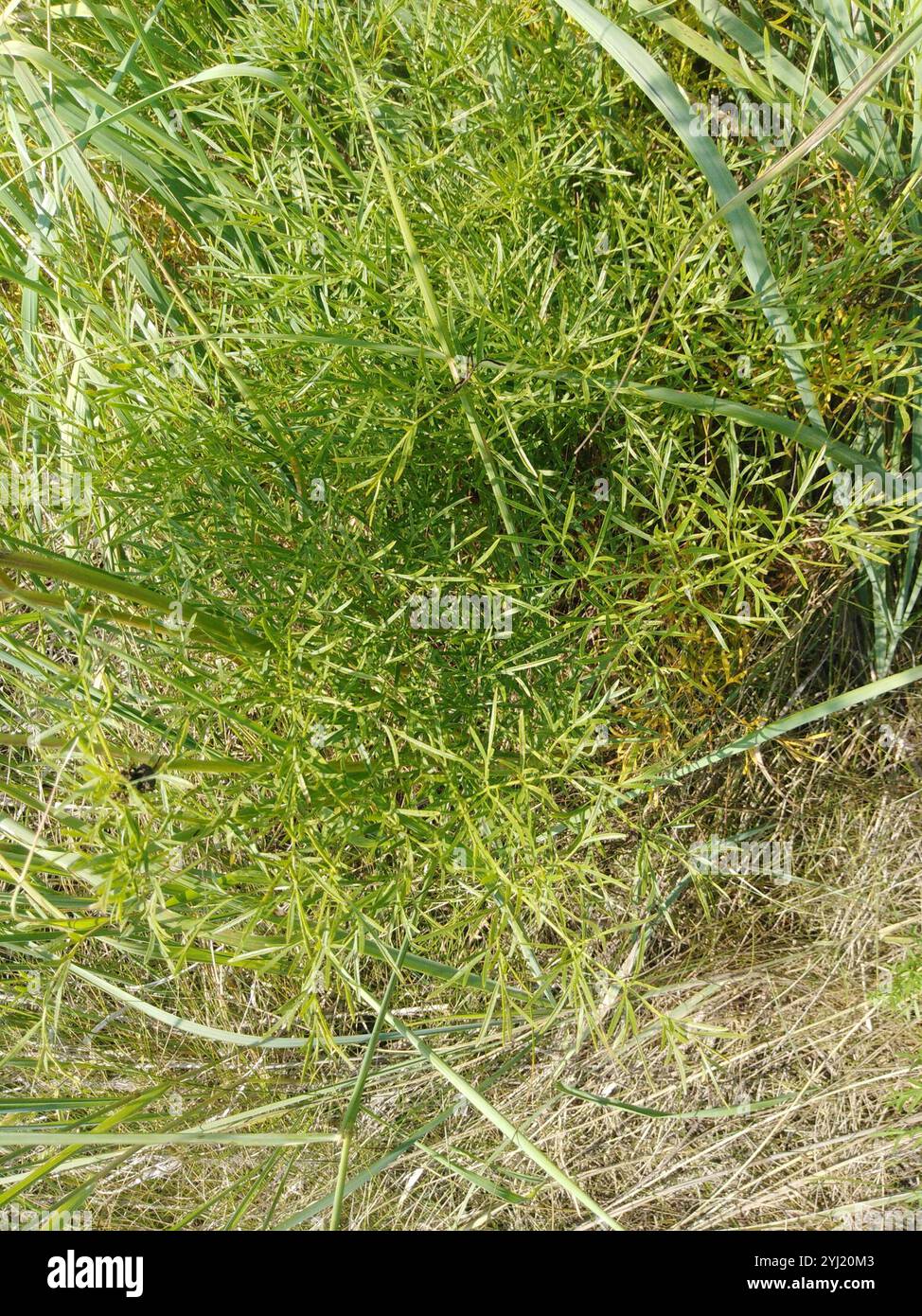 Pepper-saxifrage (Silaum silaus Stock Photo - Alamy