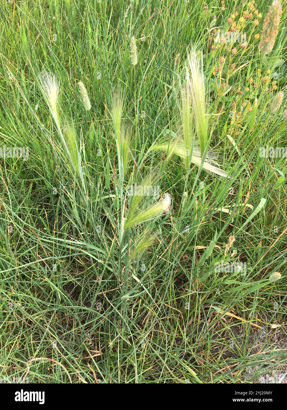 Foxtail Barley (Hordeum jubatum Stock Photo - Alamy