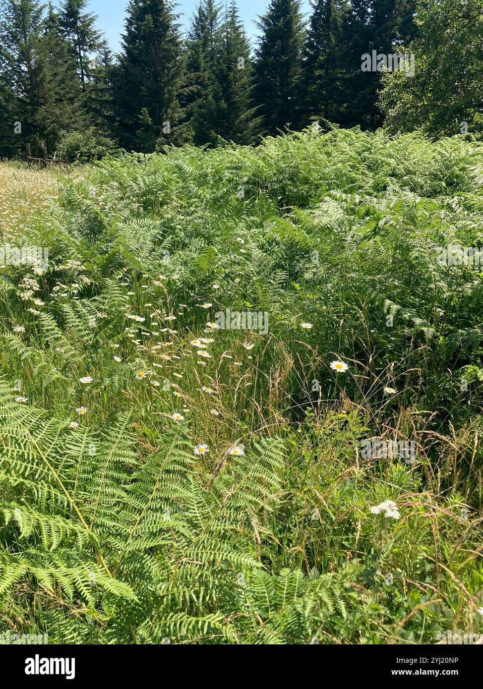 common bracken (Pteridium aquilinum Stock Photo - Alamy