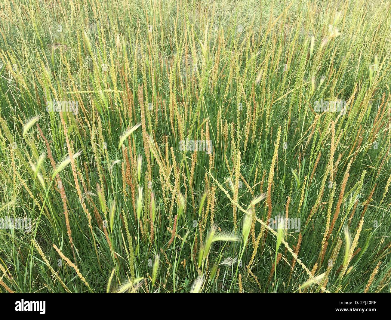 common arrowgrass (Triglochin maritima Stock Photo - Alamy