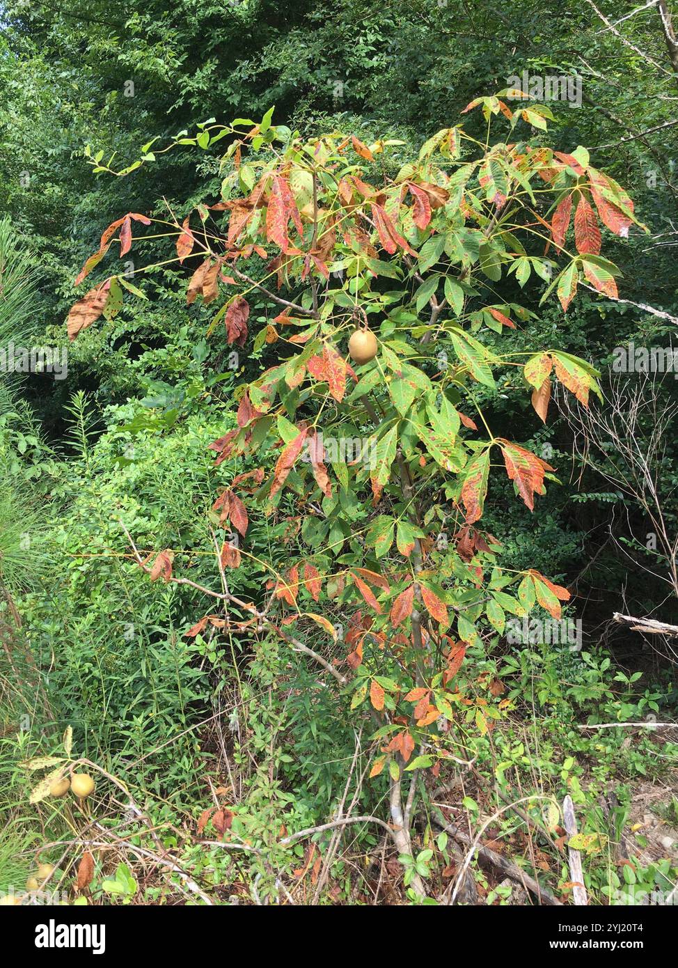 painted buckeye (Aesculus sylvatica Stock Photo - Alamy