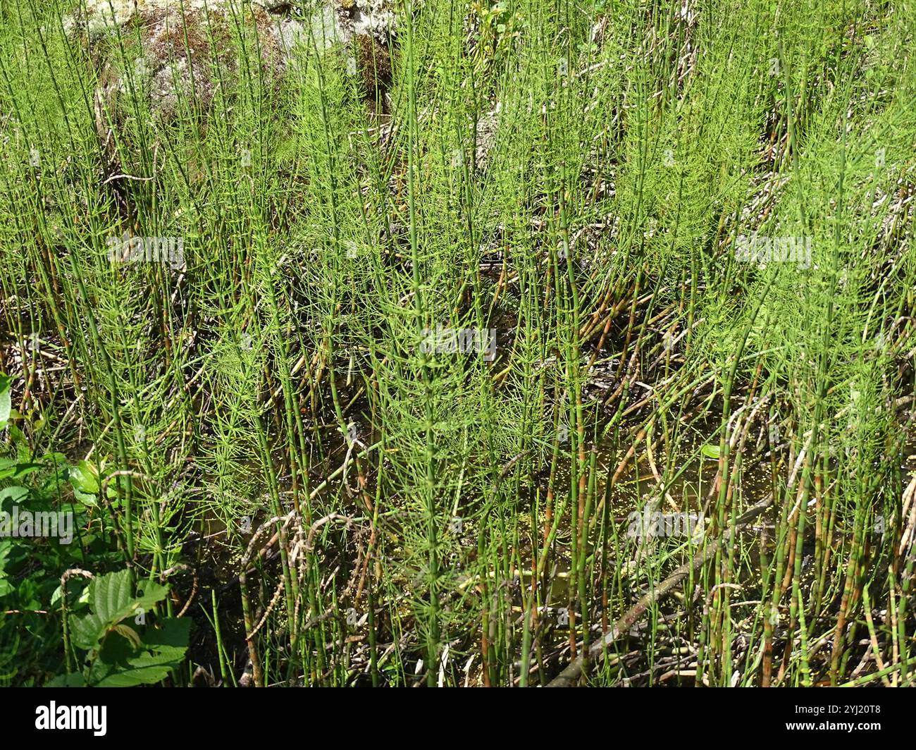 water horsetail (Equisetum fluviatile Stock Photo - Alamy