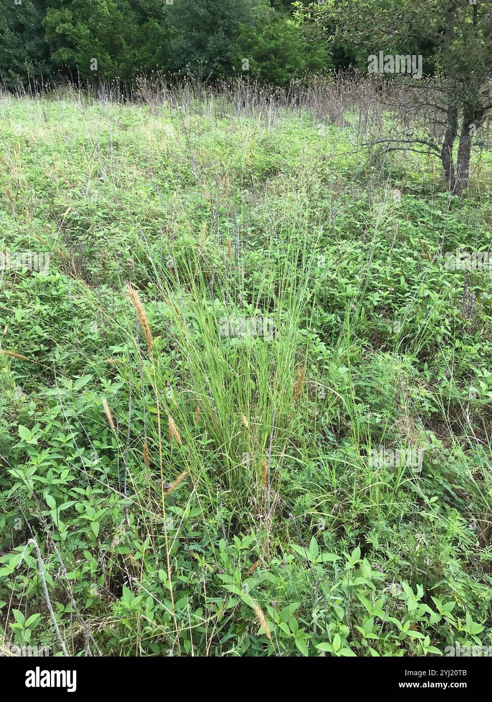 Kleingrass (Panicum coloratum Stock Photo - Alamy
