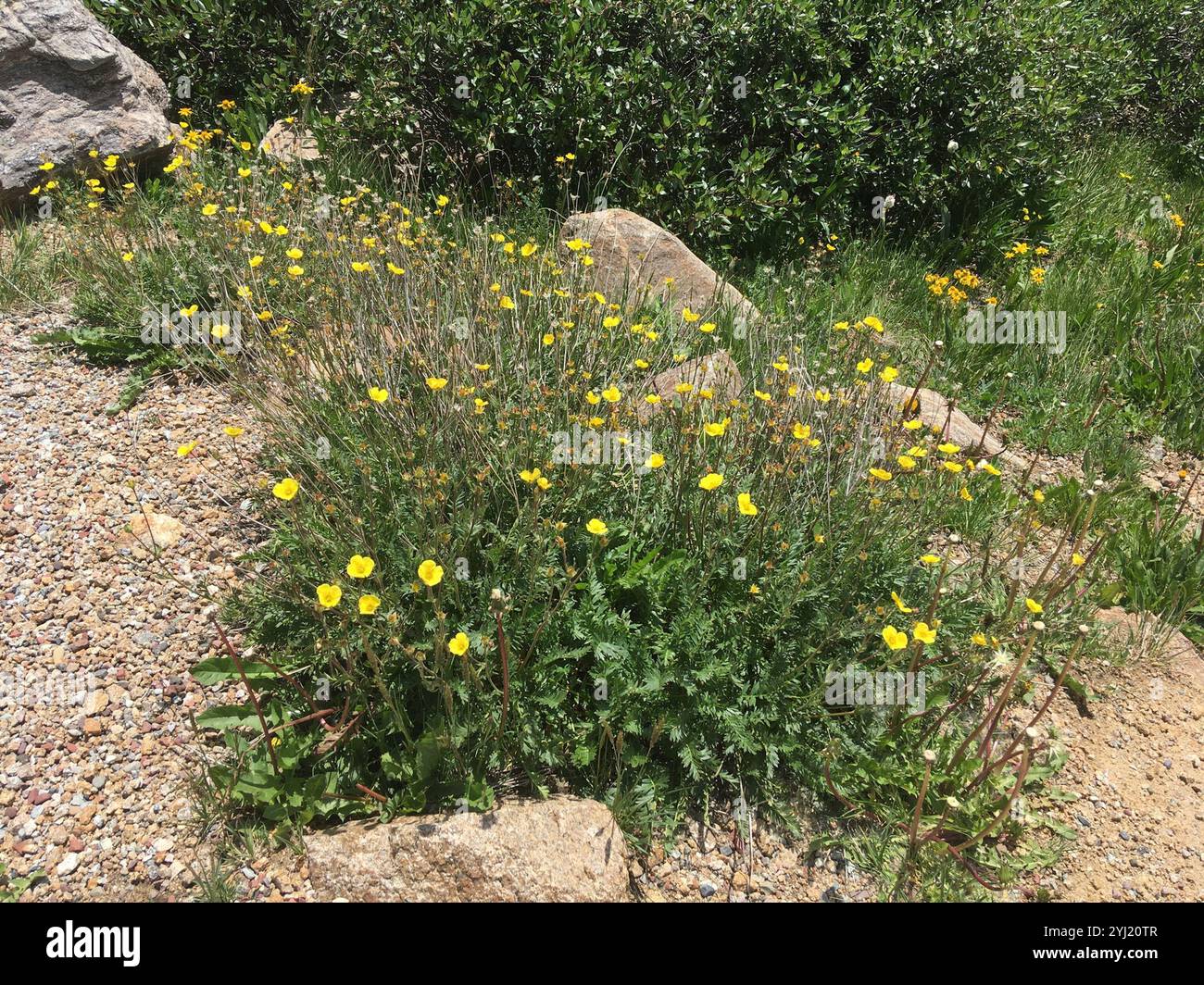 Ross' Avens (Geum rossii Stock Photo - Alamy