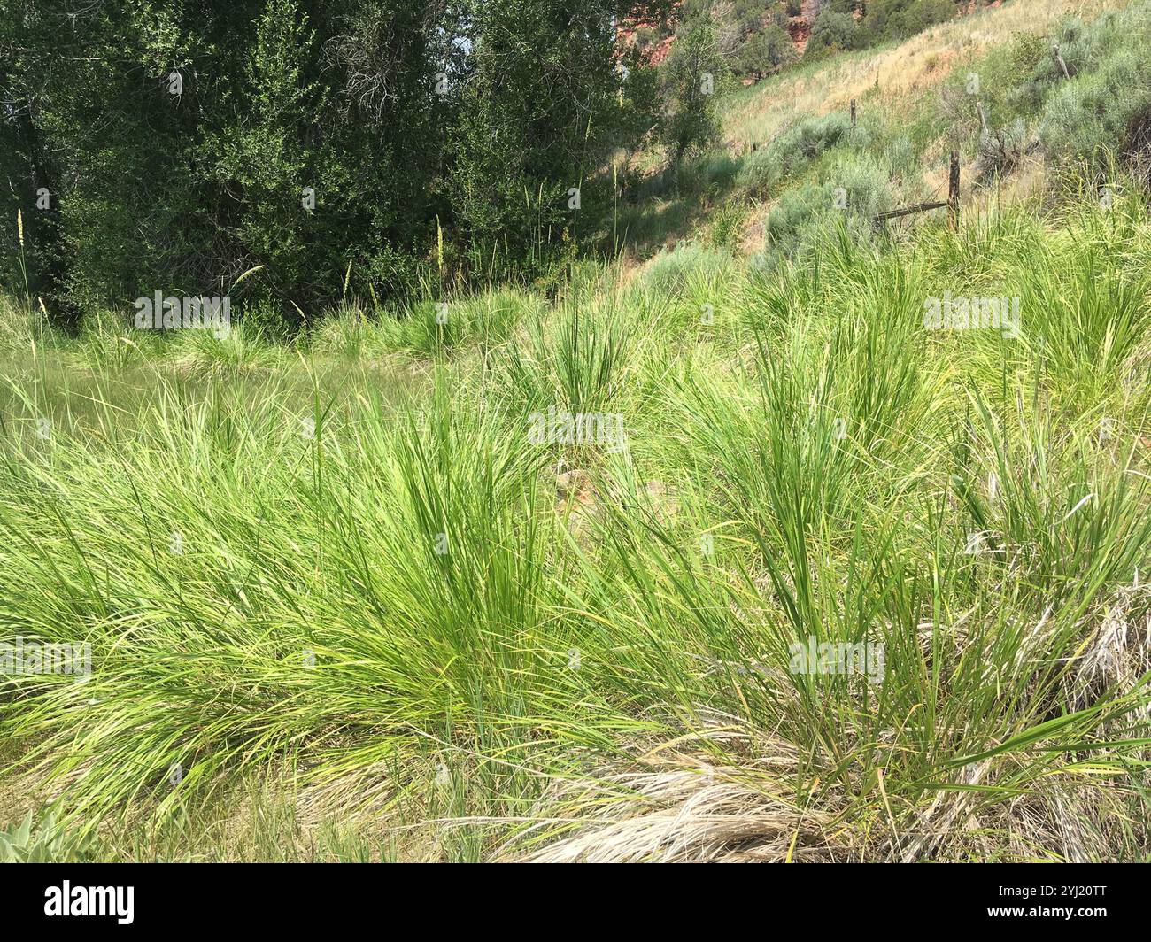 Leymus cinereus hi-res stock photography and images - Alamy