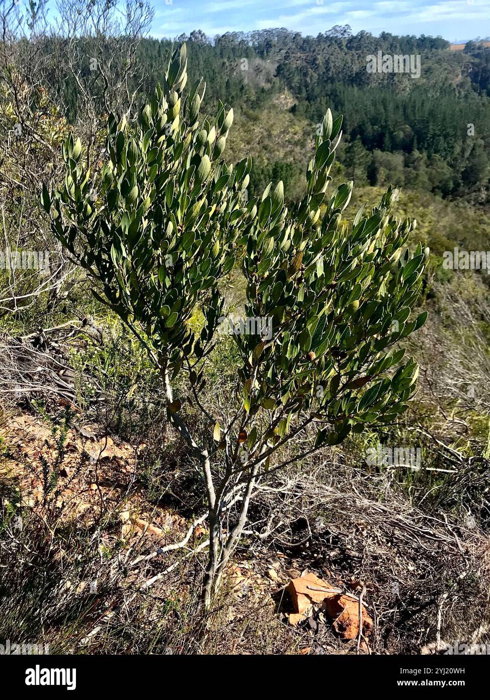 Polyandra hi-res stock photography and images - Alamy