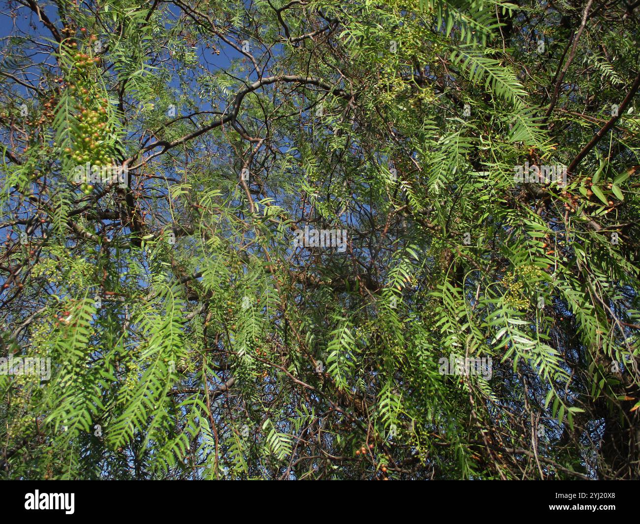 Peruvian Pepper Tree (Schinus molle Stock Photo - Alamy