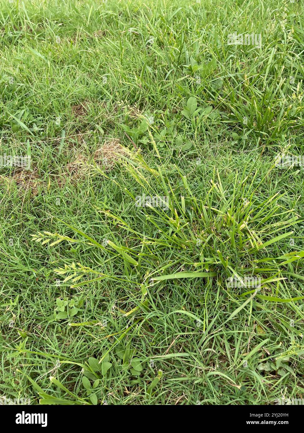tall fescue (Lolium arundinaceum Stock Photo - Alamy