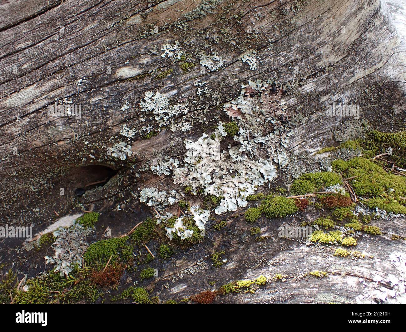 common lichens (Lecanoromycetes Stock Photo - Alamy