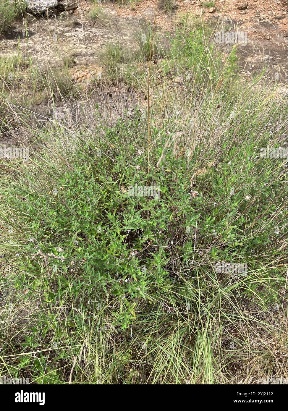 Texas creeping-oxeye (Wedelia hispida Stock Photo - Alamy