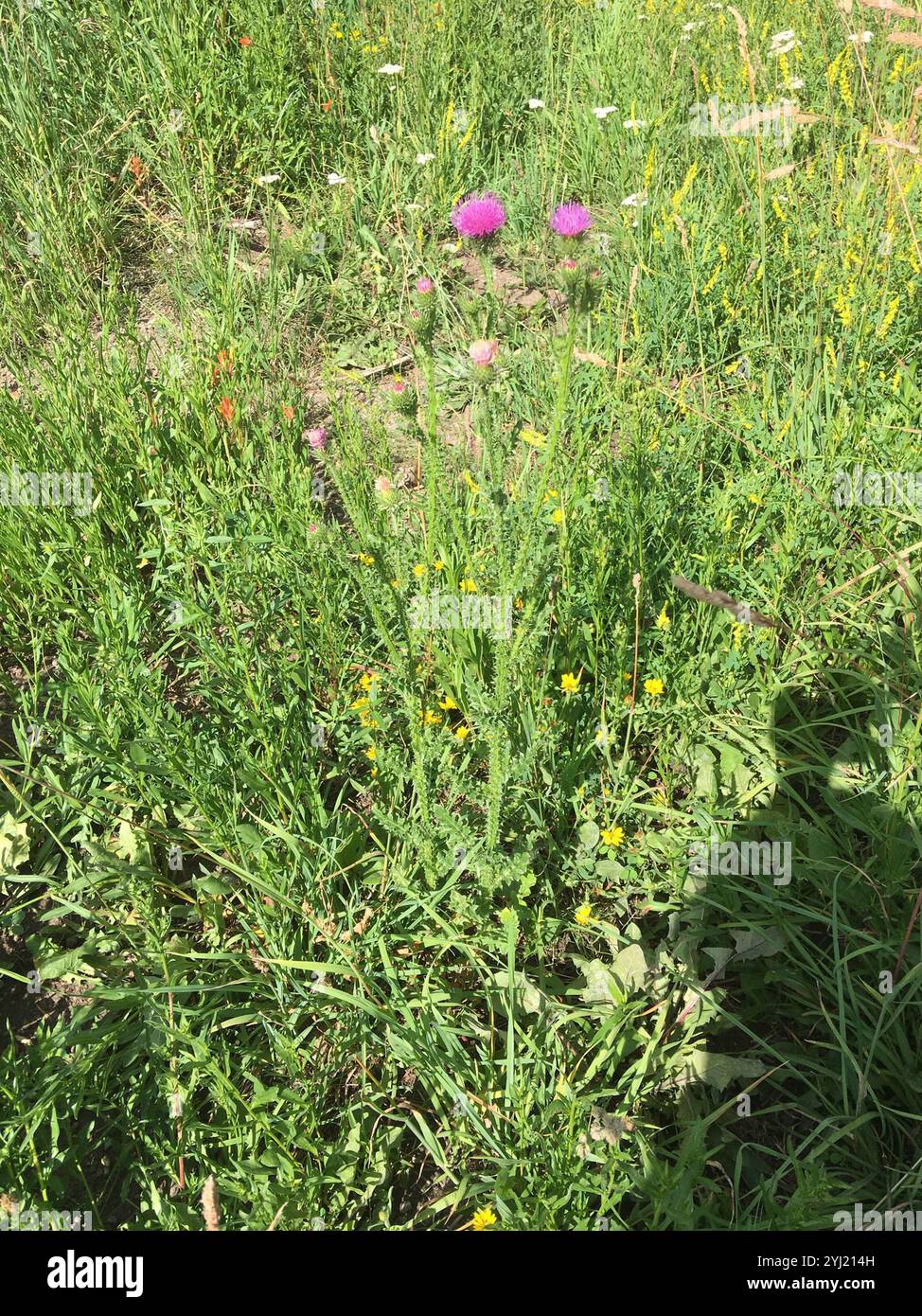 Broad winged thistle hi-res stock photography and images - Alamy