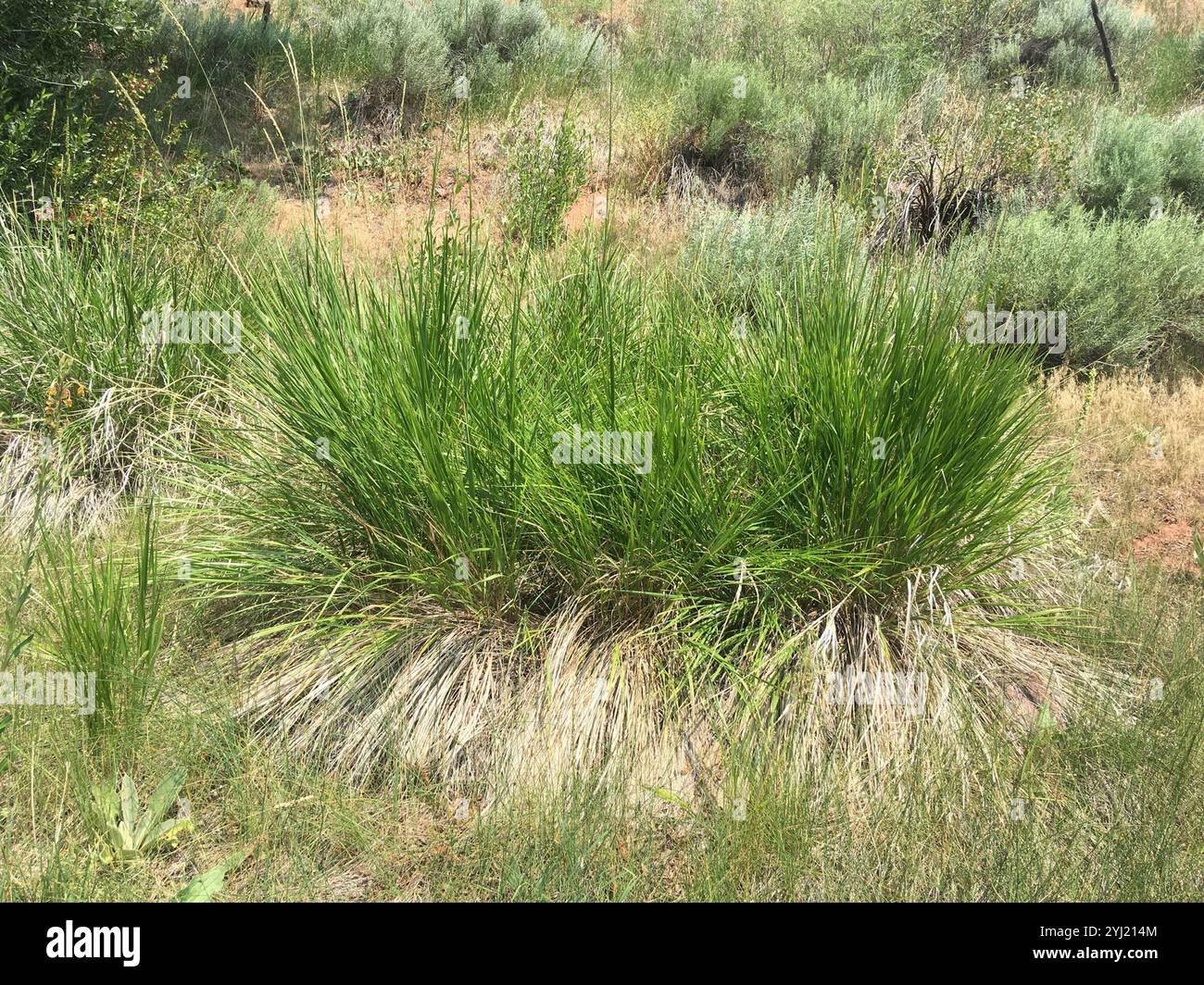 Great Basin Wildrye (Leymus cinereus Stock Photo - Alamy