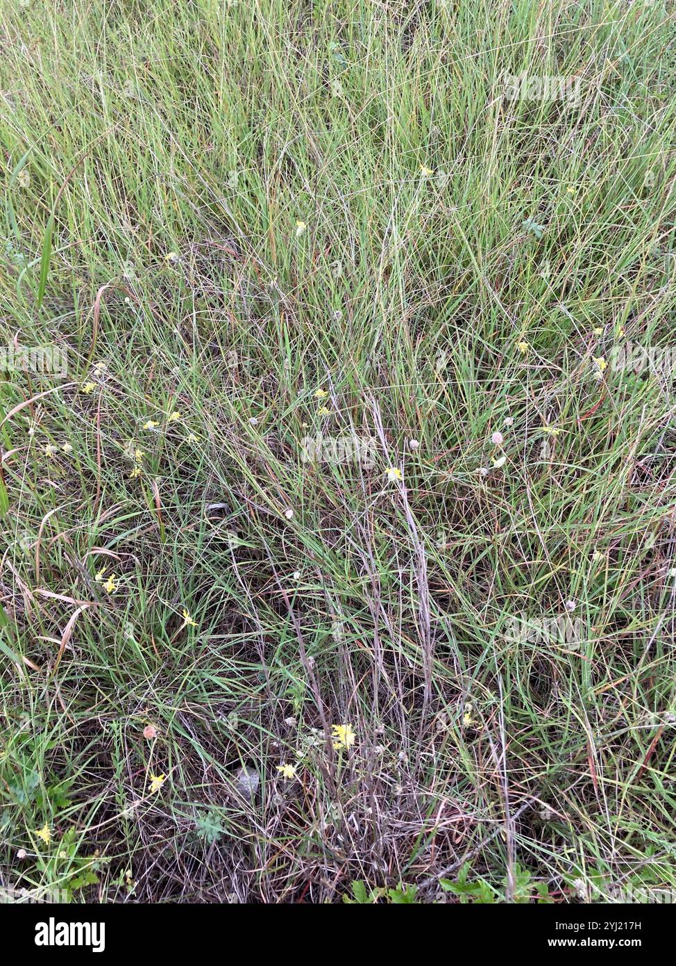 Golden dalea hi-res stock photography and images - Alamy
