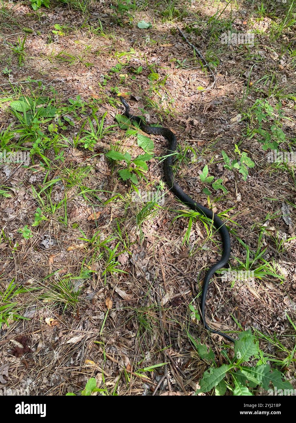 Eastern Ratsnake (Pantherophis alleghaniensis Stock Photo - Alamy