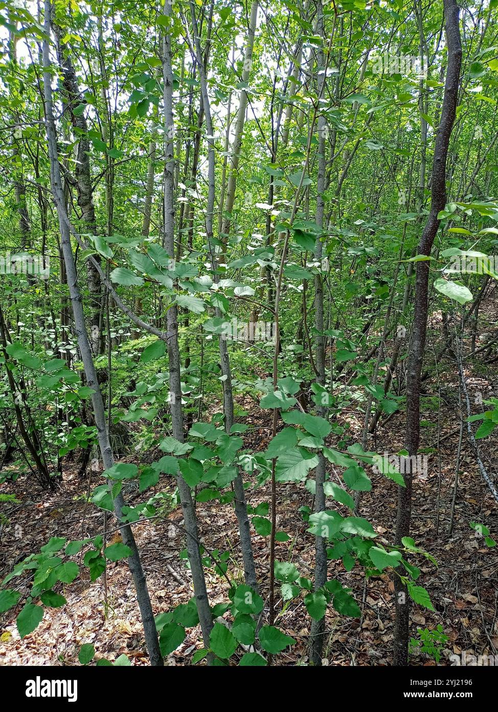 siberian alder (Alnus alnobetula fruticosa Stock Photo - Alamy