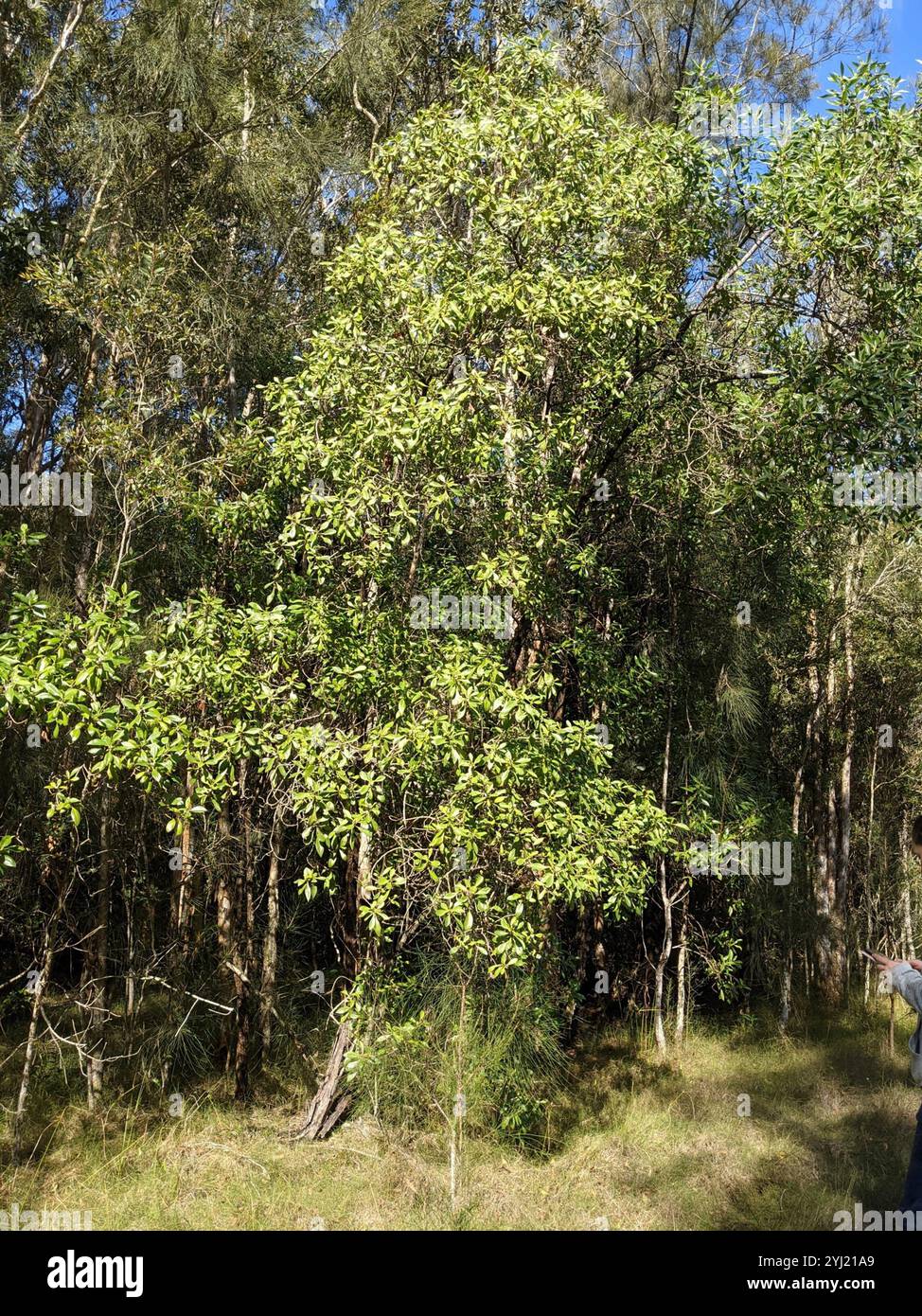 Boobialla (Myoporum acuminatum Stock Photo - Alamy