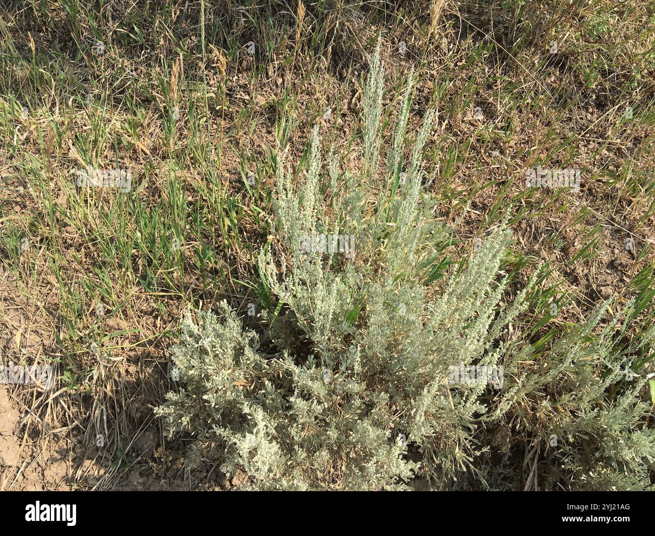 Big Sagebrush (Artemisia tridentata Stock Photo - Alamy