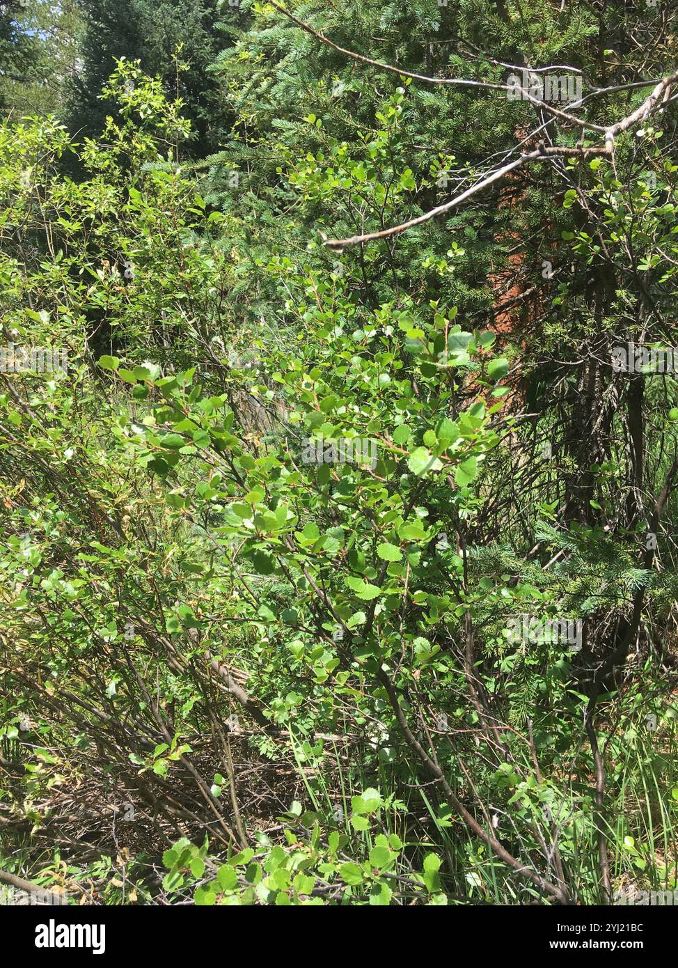 Betula glandulosa hi-res stock photography and images - Alamy