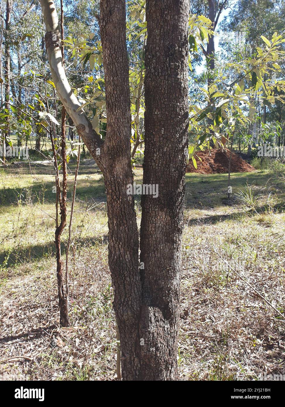Carbeen (Corymbia tessellaris Stock Photo - Alamy