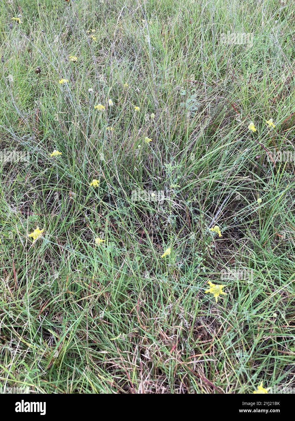 Golden Prairie Clover (Dalea aurea Stock Photo - Alamy