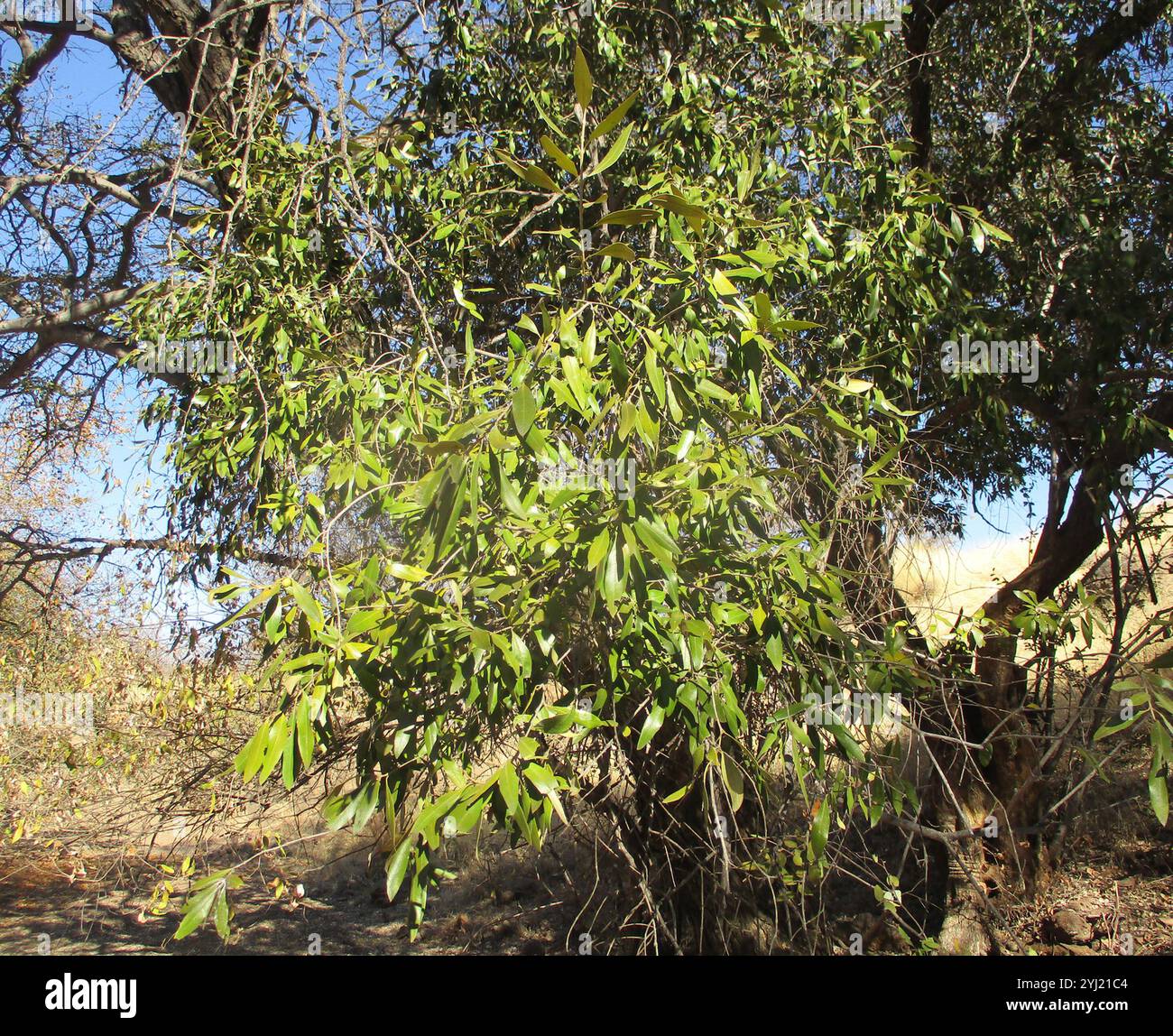 African olive olea europaea hi-res stock photography and images - Alamy