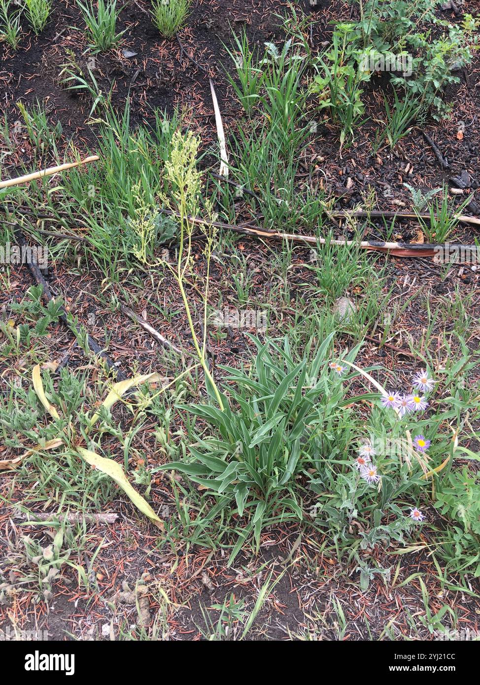 tobacco-root (Valeriana edulis Stock Photo - Alamy