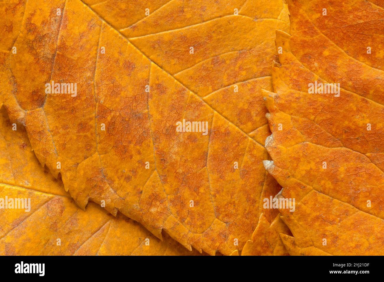 Common ash tree with autumn leaves hi-res stock photography and images ...