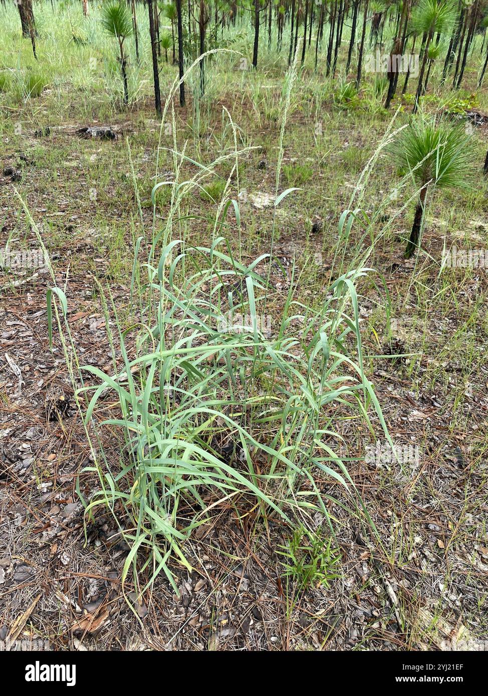 (Panicum amarum amarulum Stock Photo - Alamy