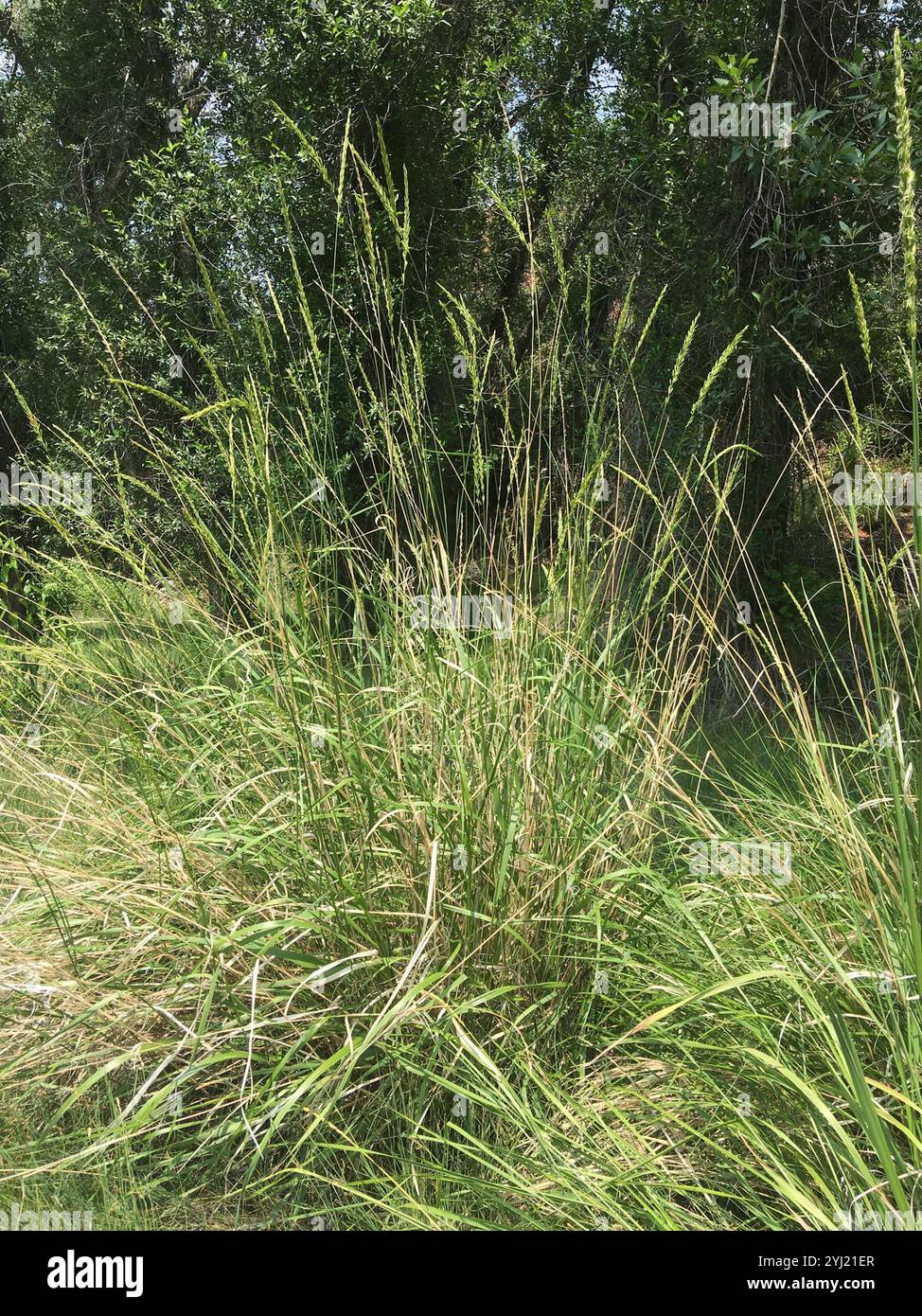 Great Basin Wildrye (Leymus cinereus Stock Photo - Alamy