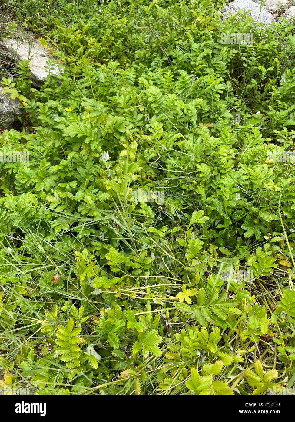 Pacific silverweed (Argentina pacifica Stock Photo - Alamy