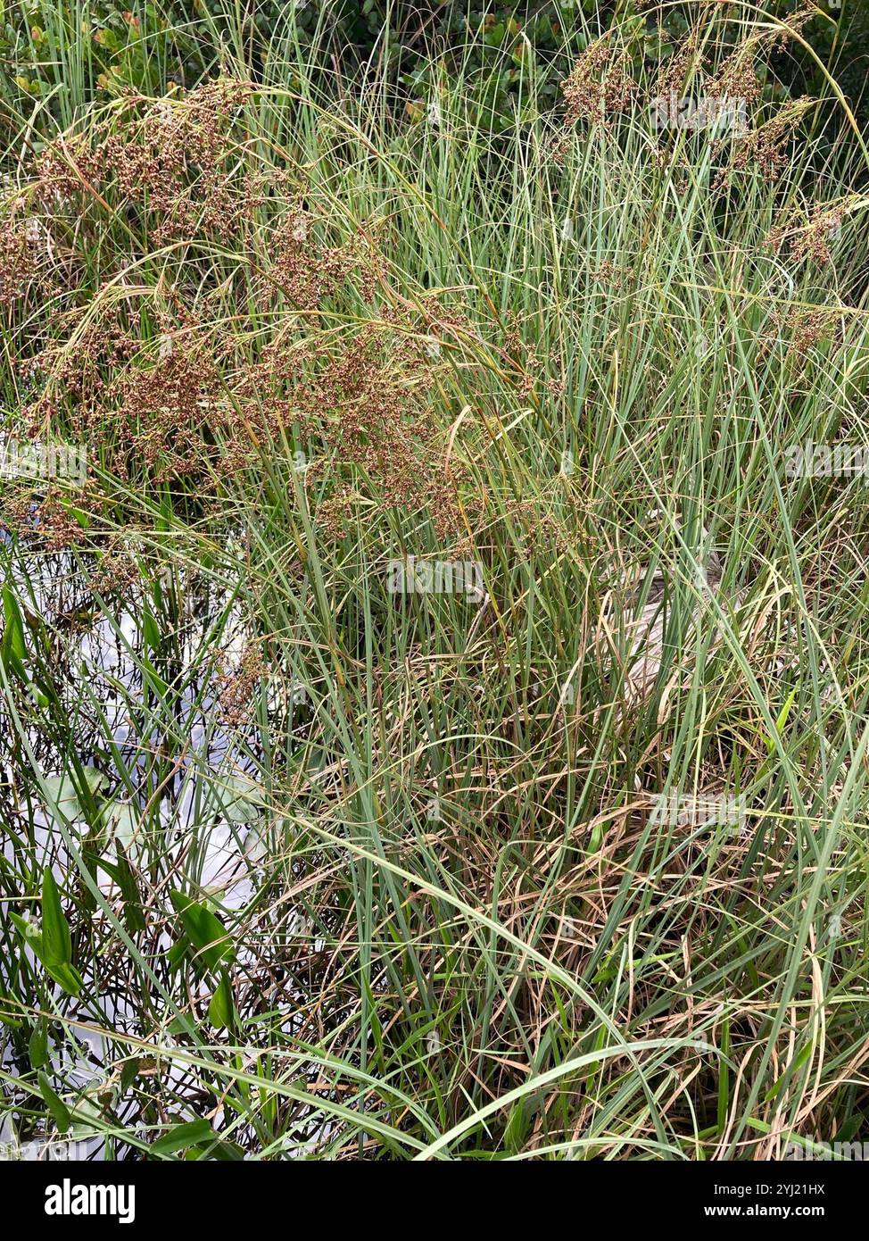 Jamaica swamp sawgrass (Cladium mariscus jamaicense Stock Photo - Alamy