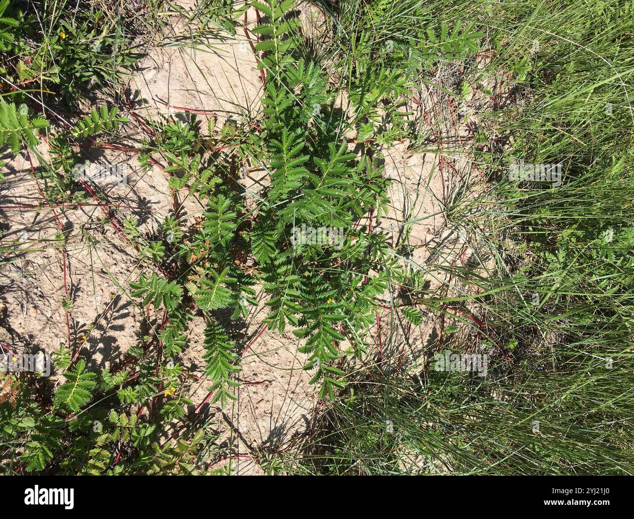 vascular plants (Tracheophyta Stock Photo - Alamy