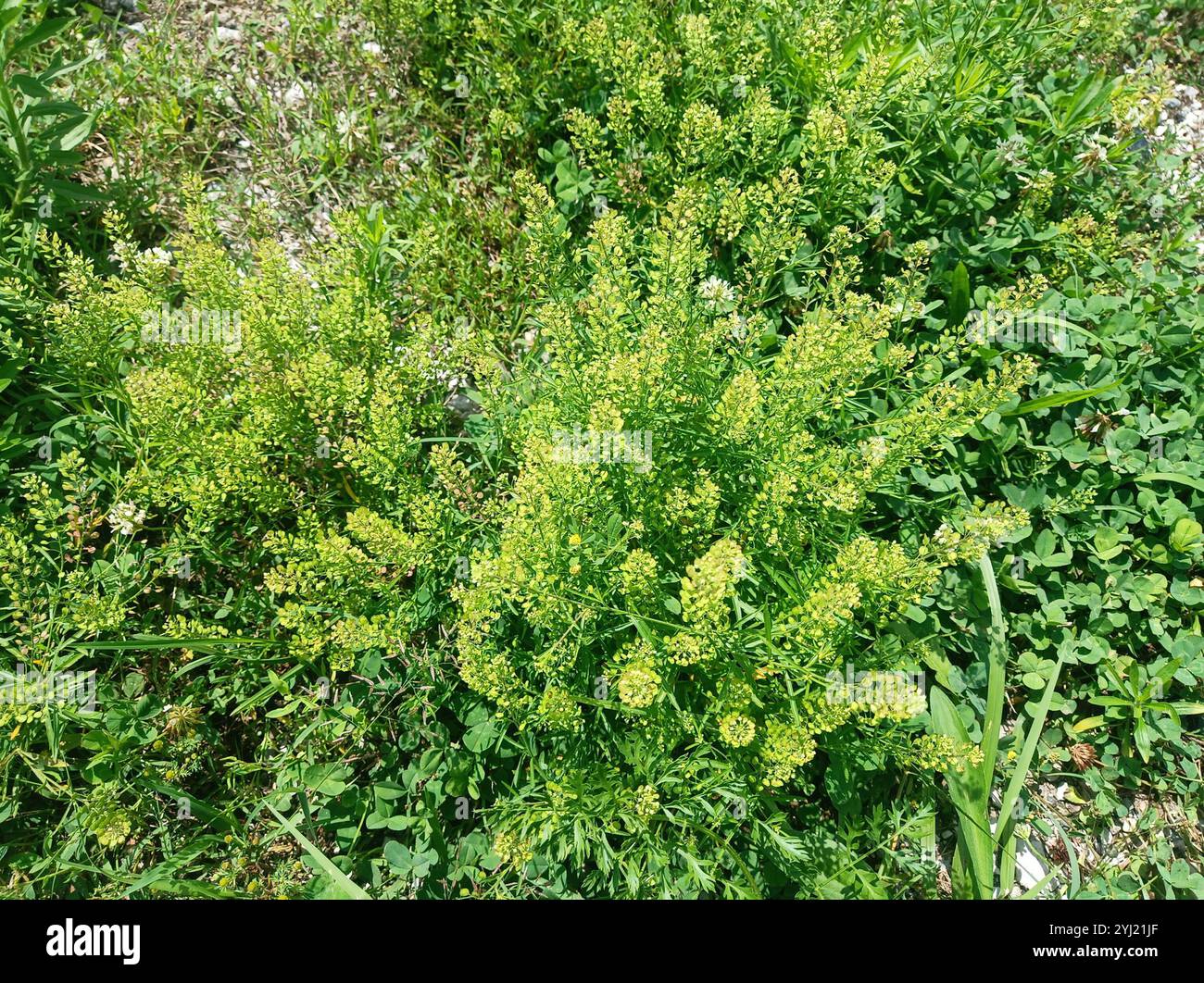 Virginia pepperweed (Lepidium virginicum Stock Photo - Alamy
