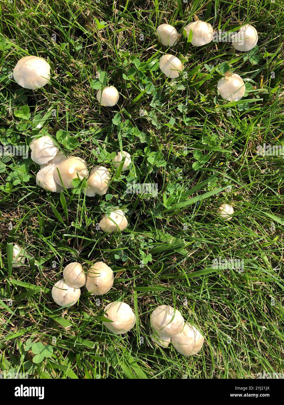 Pale Brittlestem (Candolleomyces candolleanus Stock Photo - Alamy