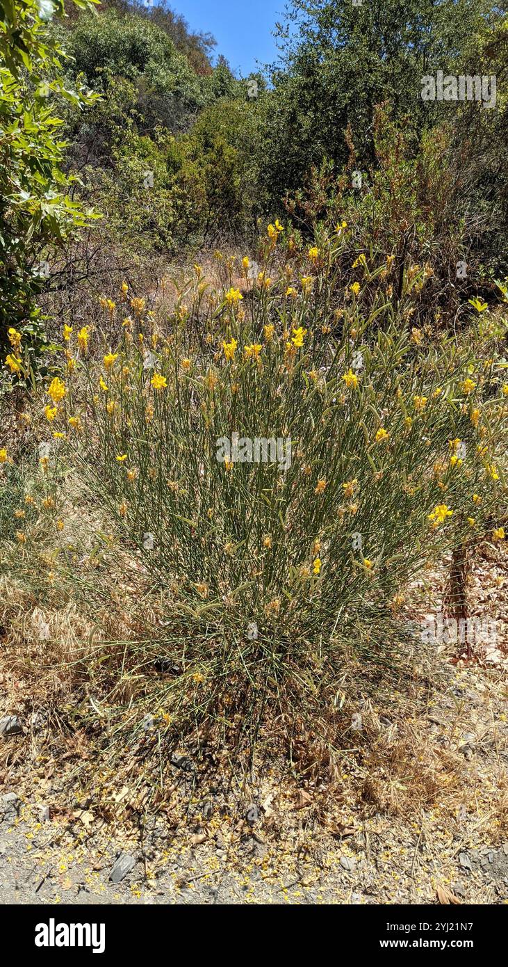 Spanish Broom (Spartium junceum Stock Photo - Alamy