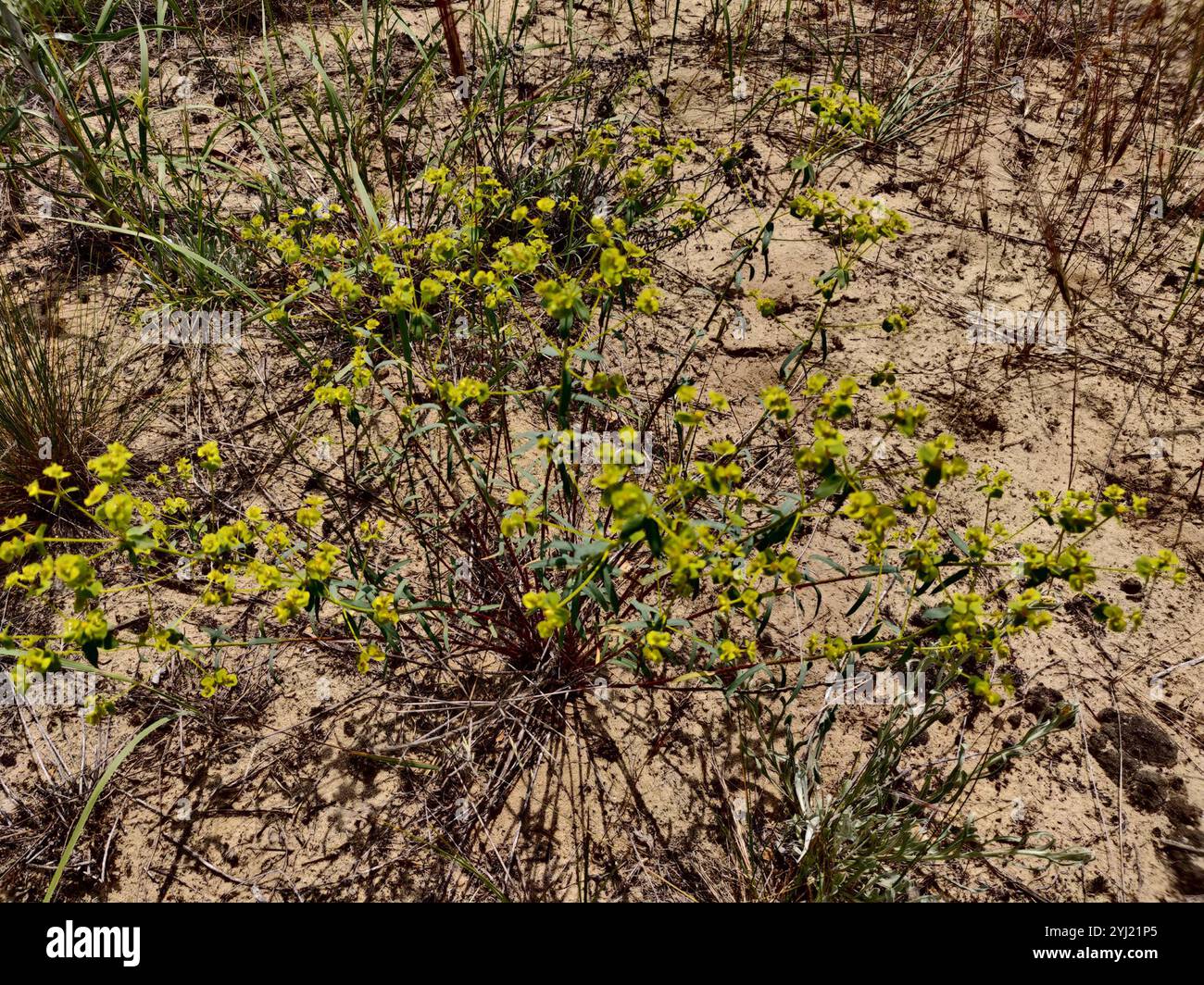 steppe spurge (Euphorbia seguieriana Stock Photo - Alamy