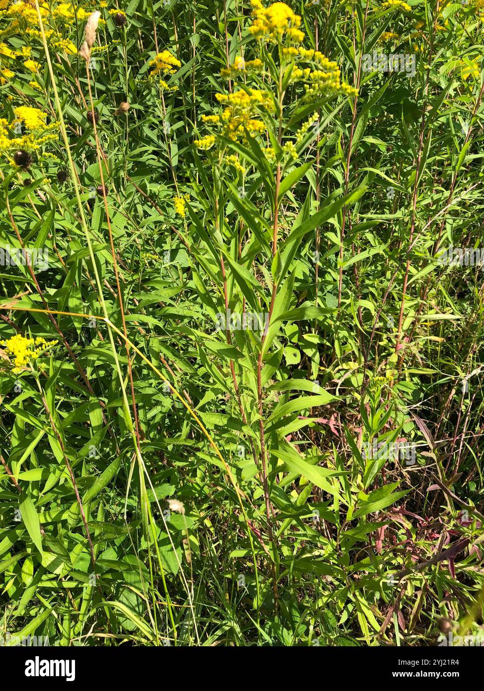 giant goldenrod (Solidago gigantea Stock Photo - Alamy
