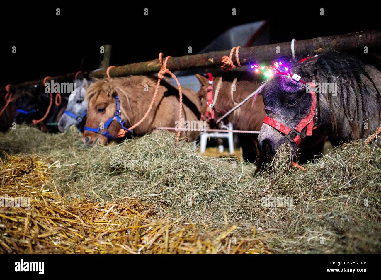Zetel, Germany. 13th Nov, 2024. Ponies stand and eat hay at the Zeteler ...